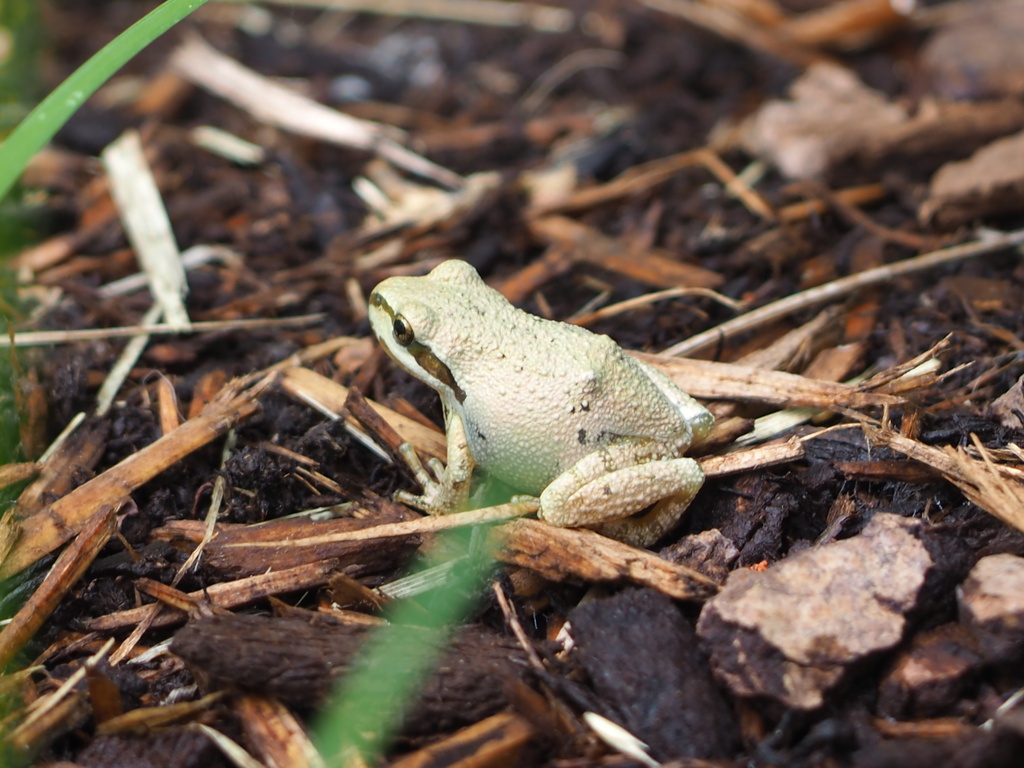 Sierran Tree Frog from E Warm Springs Ave, Boise, ID, US on June 27 ...