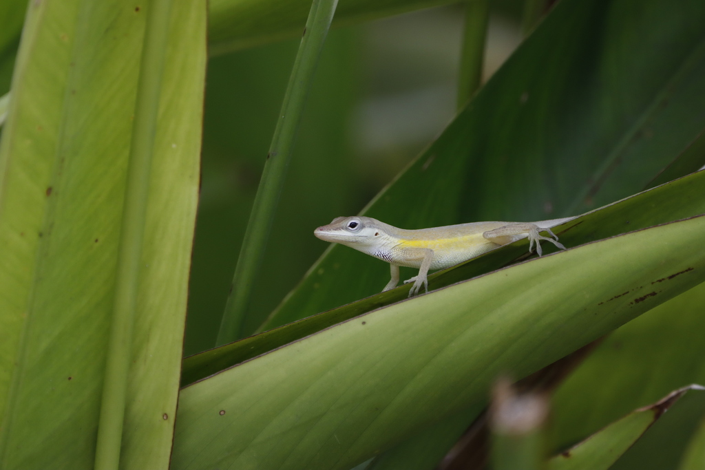 Puerto Rican Anole from Gobernador Piñero, San Juan, Puerto Rico on ...