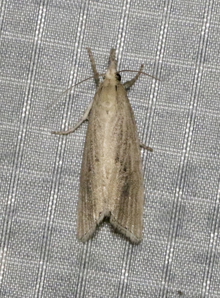 Chilo from Mon Louis Island, Coden, AL, US on July 2, 2023 at 10:04 PM ...