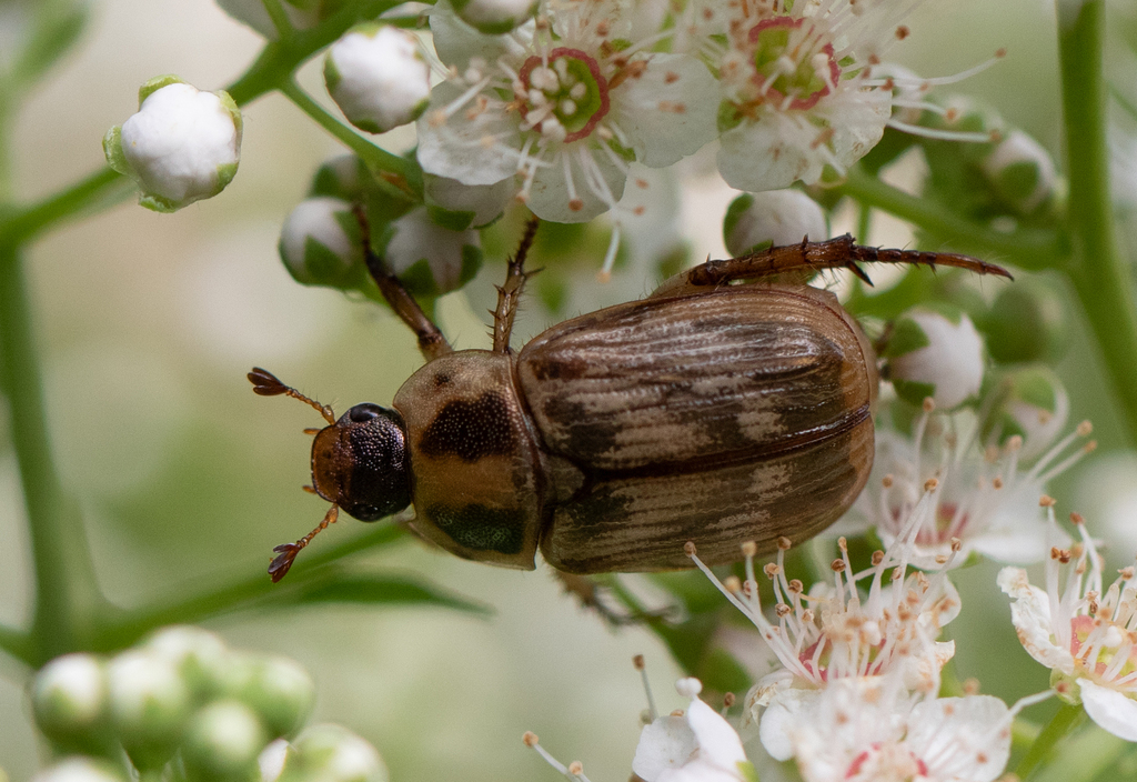 Oriental Beetle from Brooklyn, NY 11238, USA on July 2, 2023 at 04:03 ...