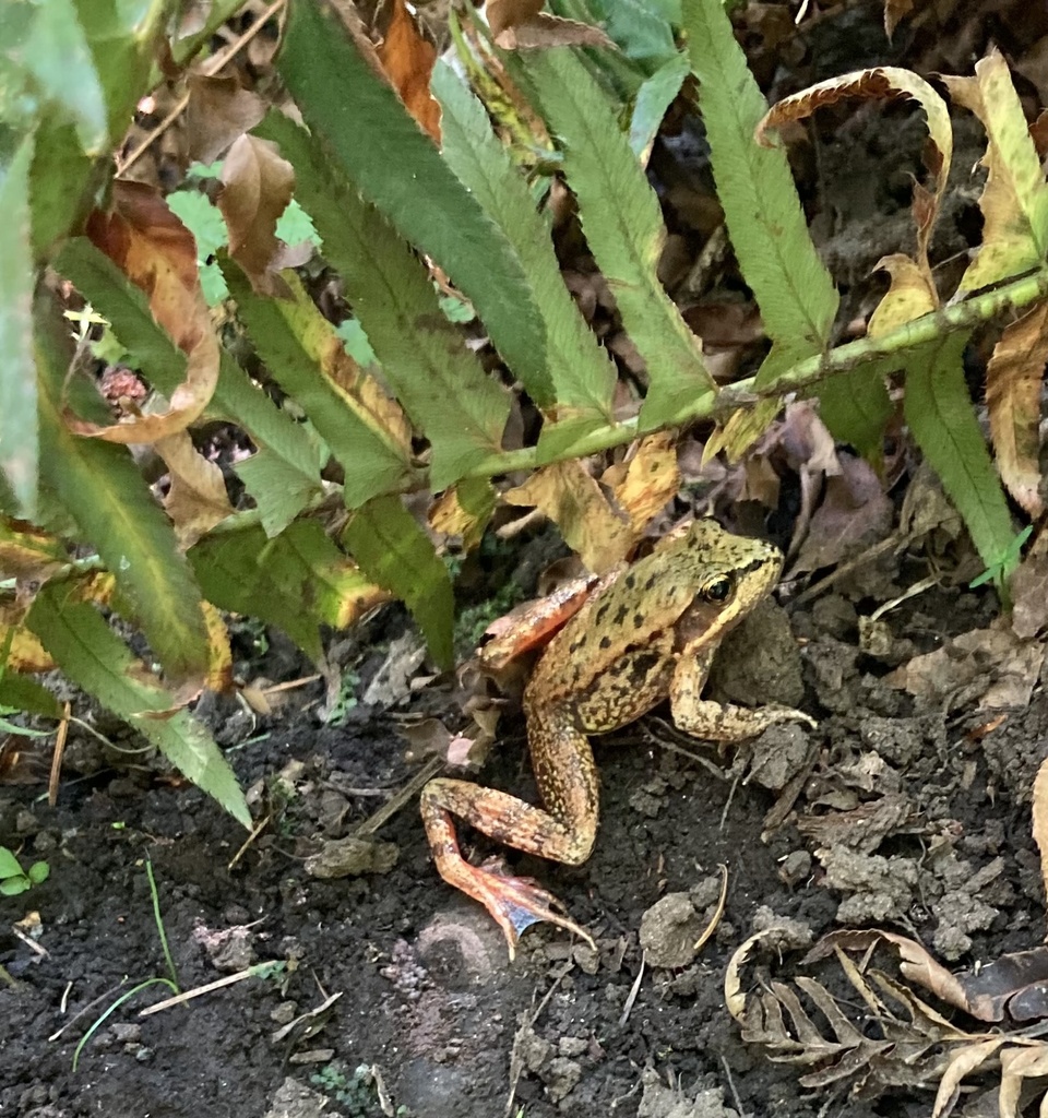 Northern Red-legged Frog from North Cowichan, BC, CA on July 3, 2023 at ...