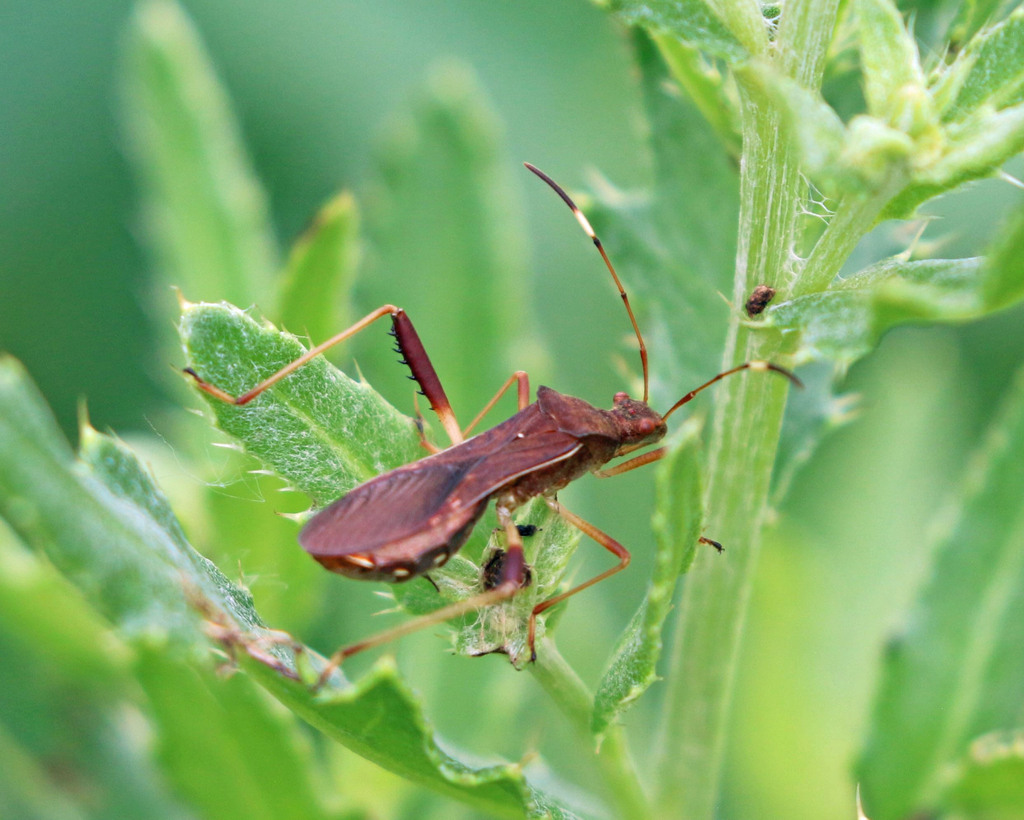 Lupine Bug from Sioux Falls, SD, USA on June 30, 2023 at 12:13 PM by ...