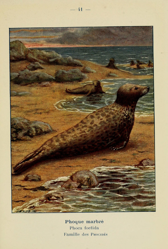 Ringed Seal (Ivvavik National Park) · iNaturalist