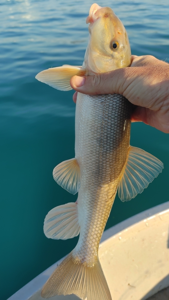 Common Suckers (Catostomus) - Marine Life Identification