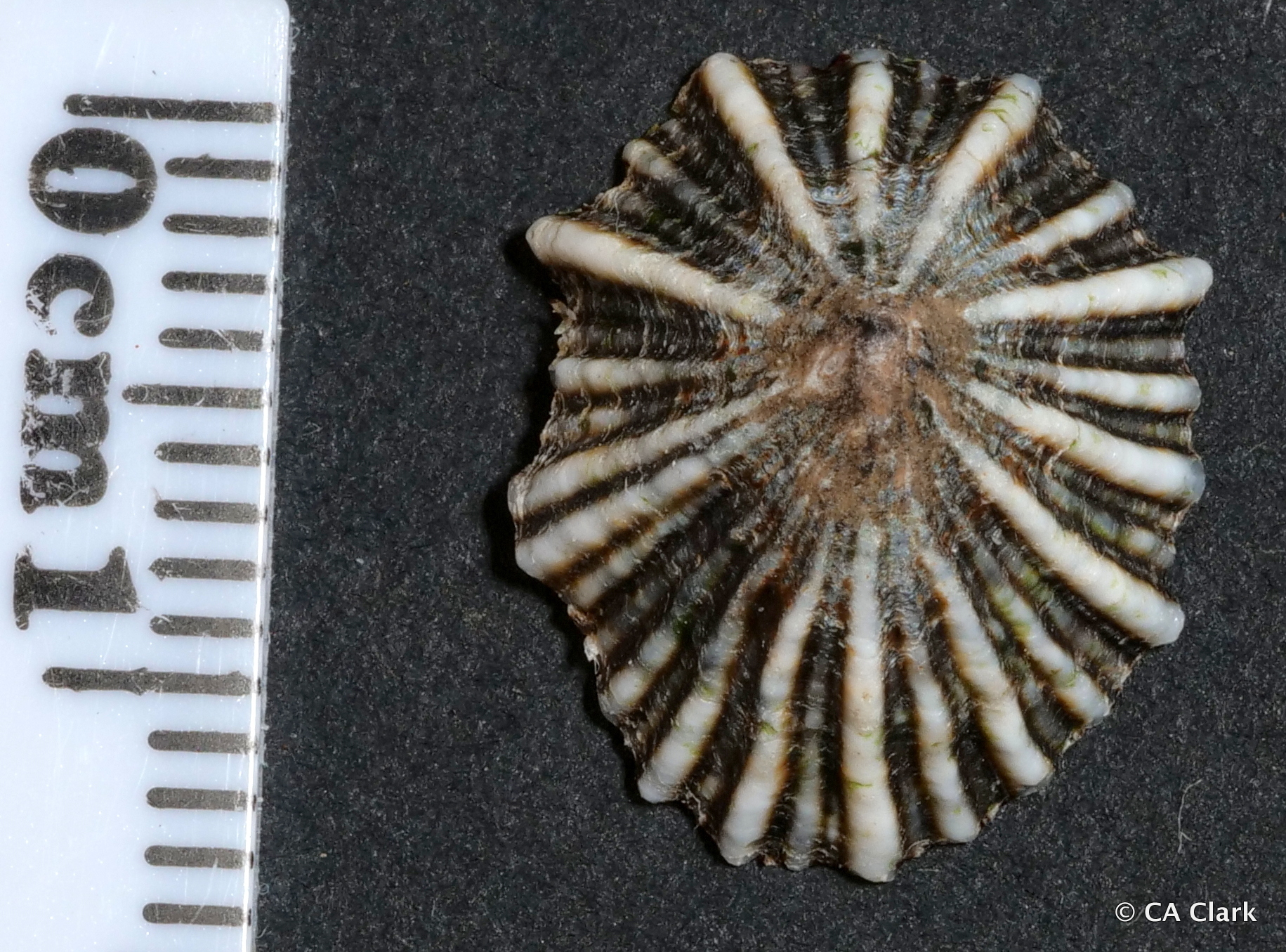 Siphonaria normalis A.Gould, 1846
