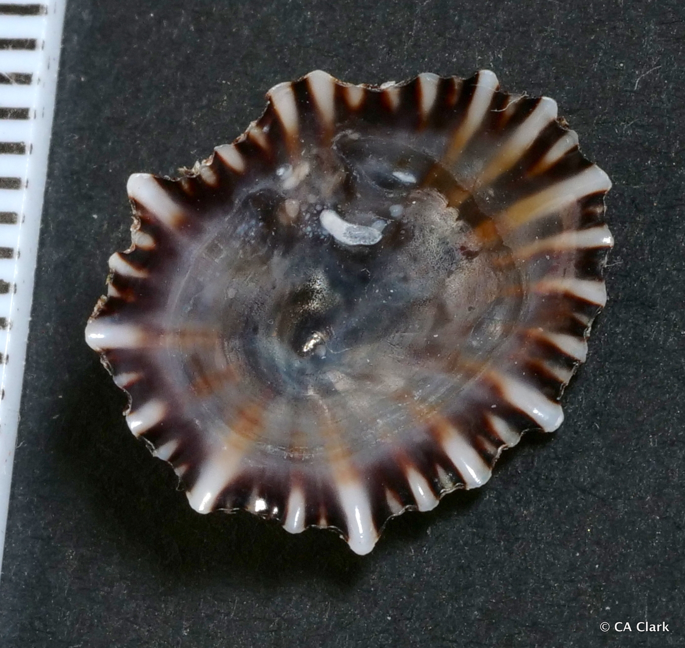 Siphonaria normalis A.Gould, 1846