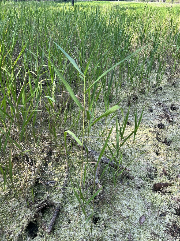 Maidencane from Beaufort, SC, US on July 3, 2023 at 05:22 PM by ecm1203 ...