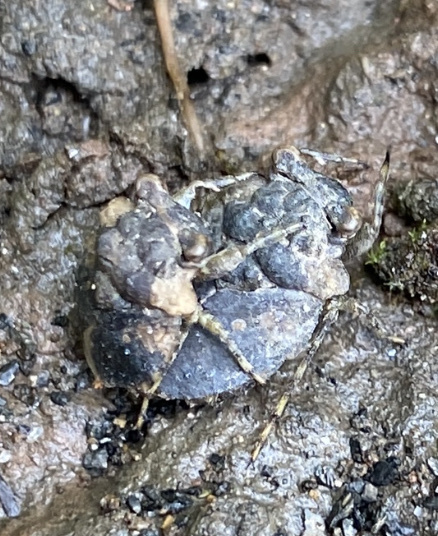 Big-eyed Toad Bug in June 2023 by Bonnie Semmling · iNaturalist