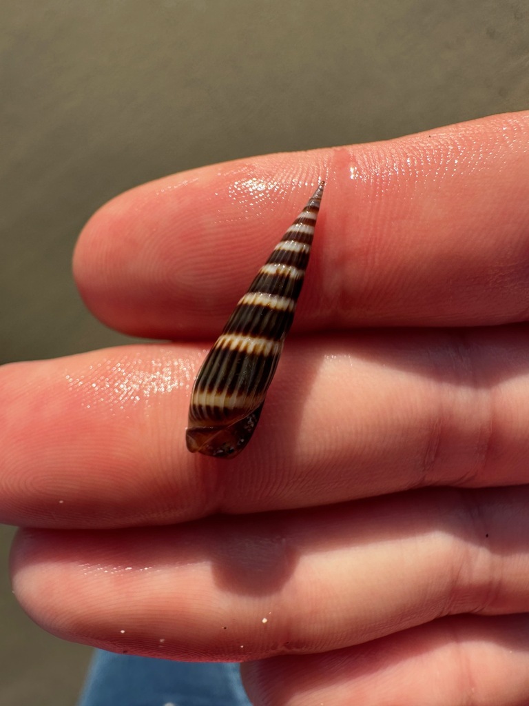 Hastula inconstans from Hanalei, HI, USA on July 2, 2023 at 07:18 AM by ...