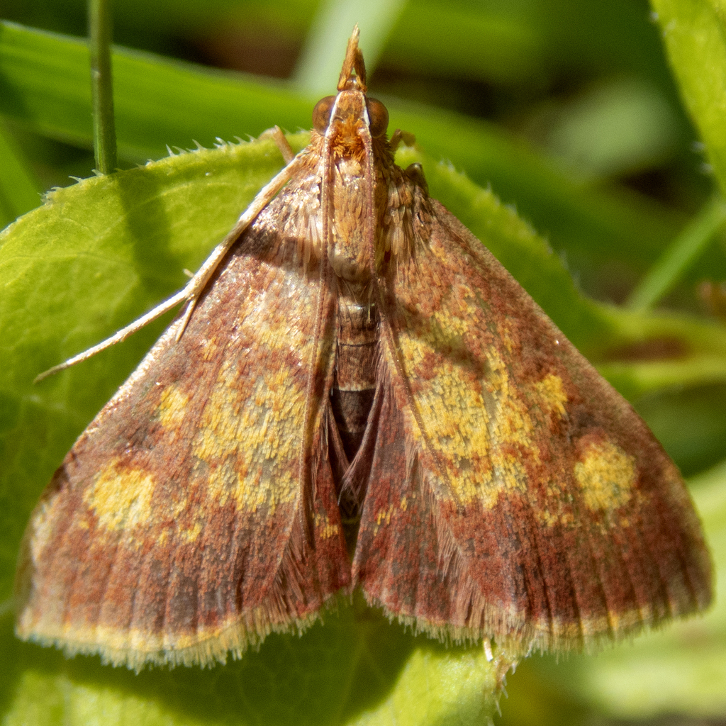 Mint-loving Pyrausta Moth from Shepard Settlement, Onondaga County, NY ...