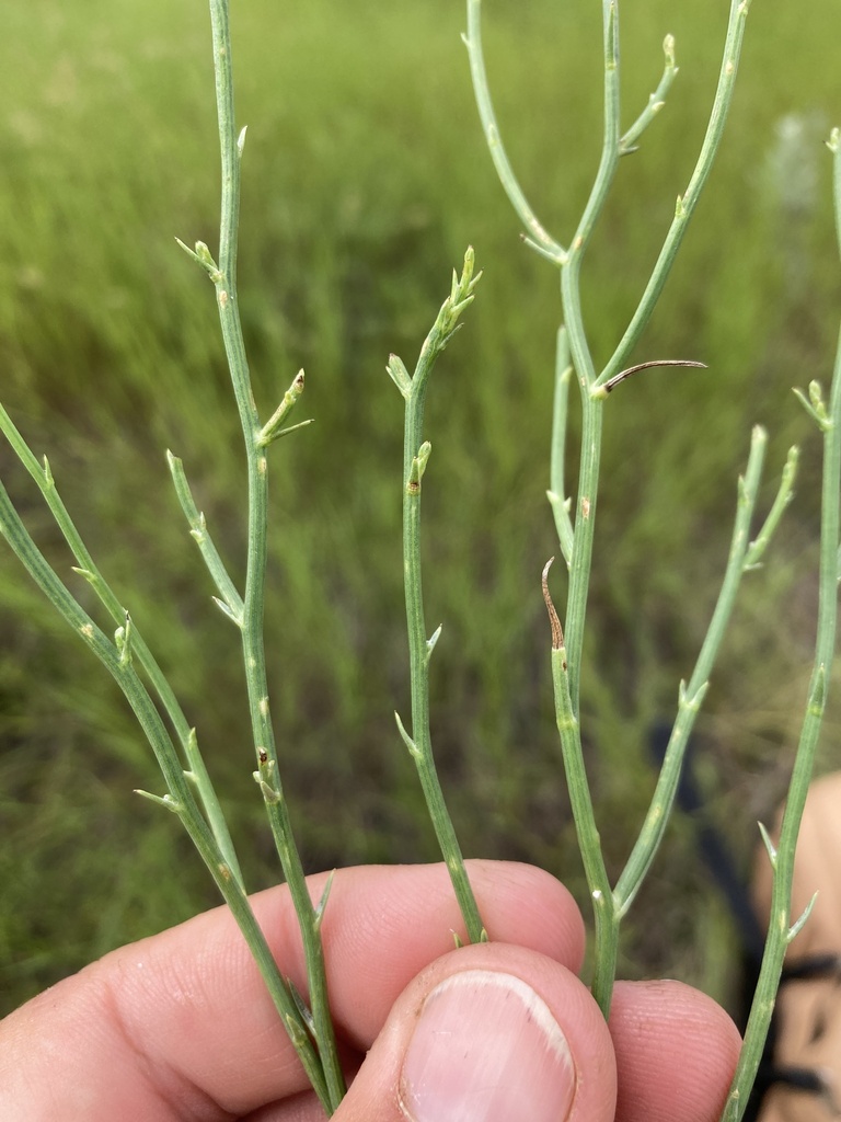 rush skeletonplant (Lygodesmia juncea) - Botanical Realm