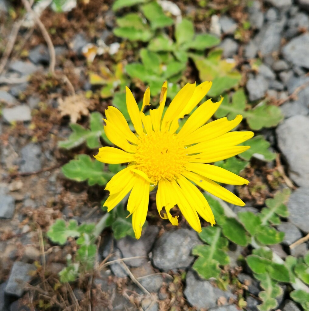 Capeweed from Kula, HI 96790, USA on June 20, 2023 at 10:56 AM by ...