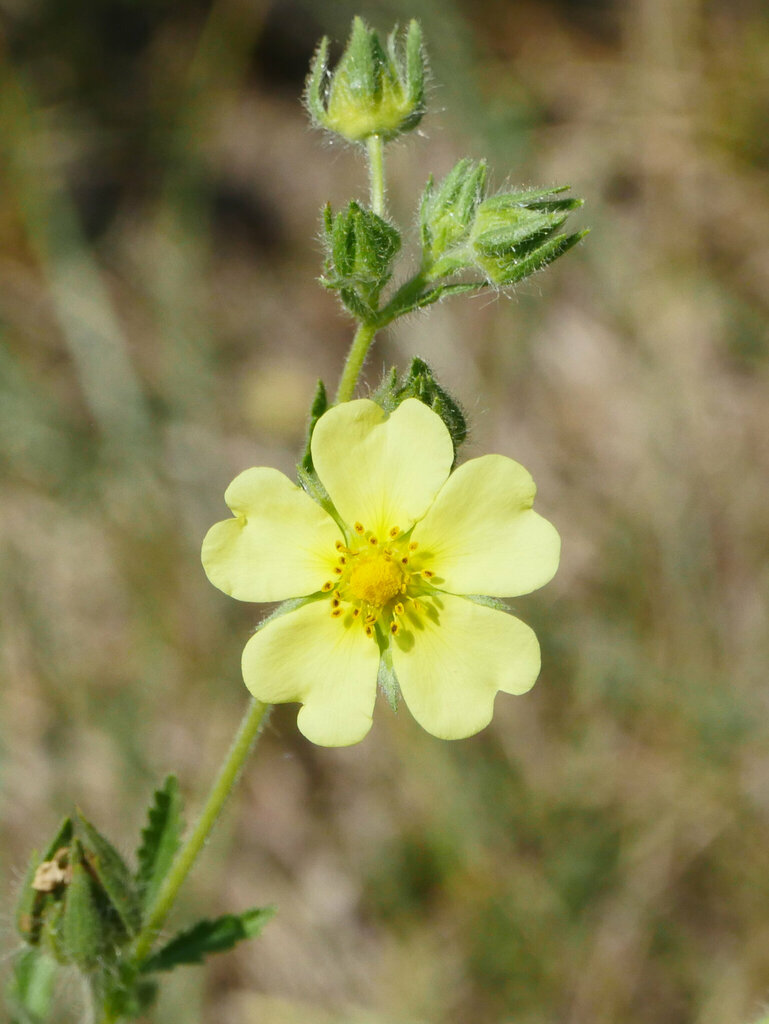 sulphur cinquefoil (Invasive Species of the East Kootenays) · iNaturalist