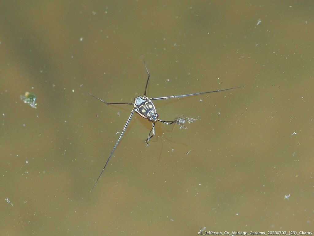 Trepobates subnitidus from Aldridge Gardens, Hoover, AL on July 3, 2023 ...