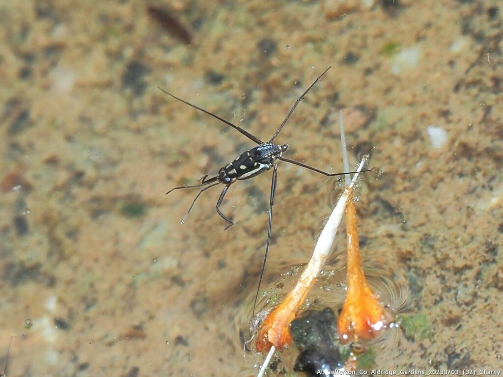 Trepobates subnitidus from Aldridge Gardens, Hoover, AL on July 3, 2023 ...