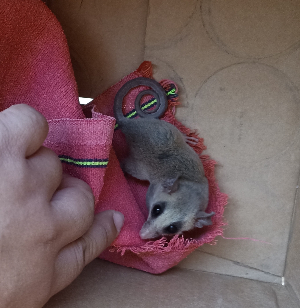 Gray Mouse Opossum from 28453 Col., México on July 3, 2023 at 03:37 PM ...