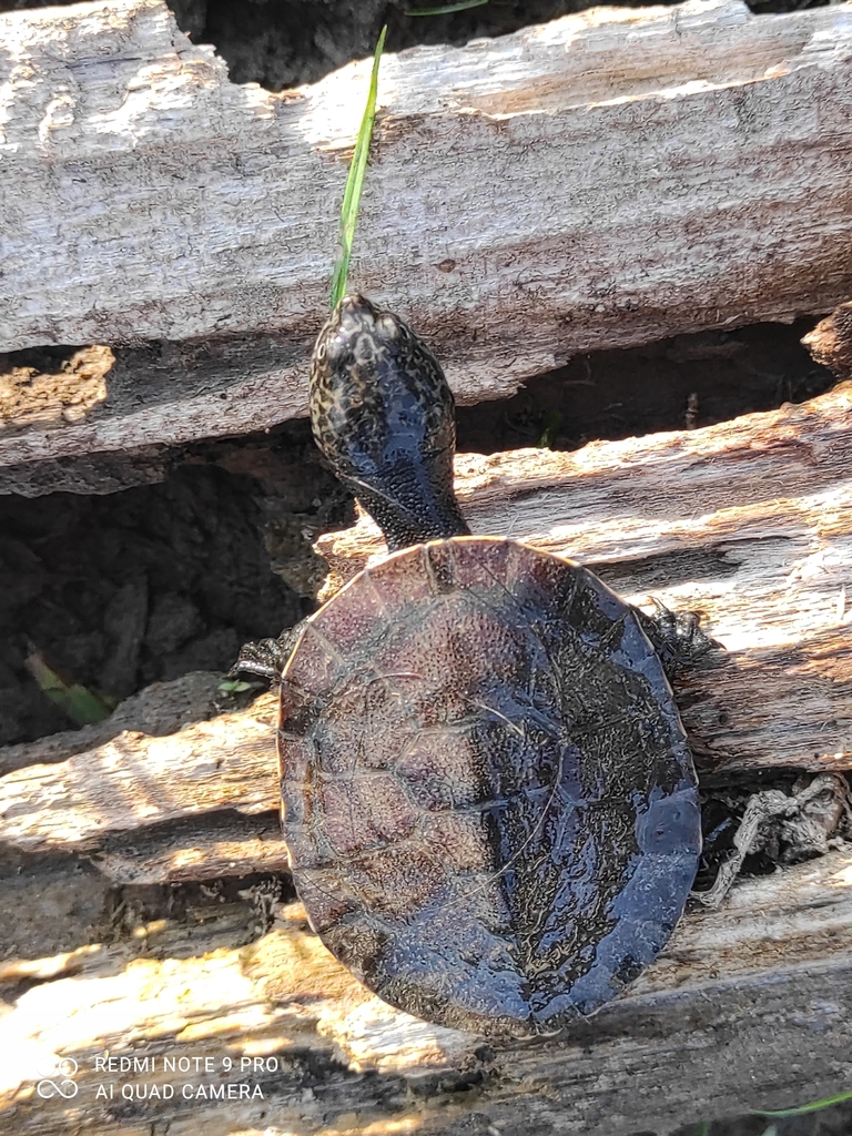 Gibba Toad-headed Turtle from 446P+H7G, Ecuador on July 3, 2023 at 05: ...