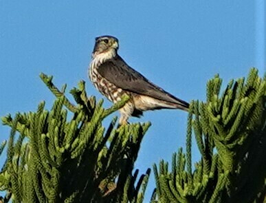 Merlin from Palm Beach County, FL, USA on January 20, 2020 at 10:47 AM ...