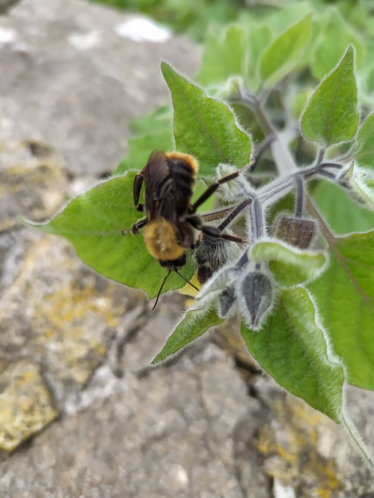 Bellicose Bumble Bee from CQM2+GVX, 27000 La Paloma, Departamento de ...