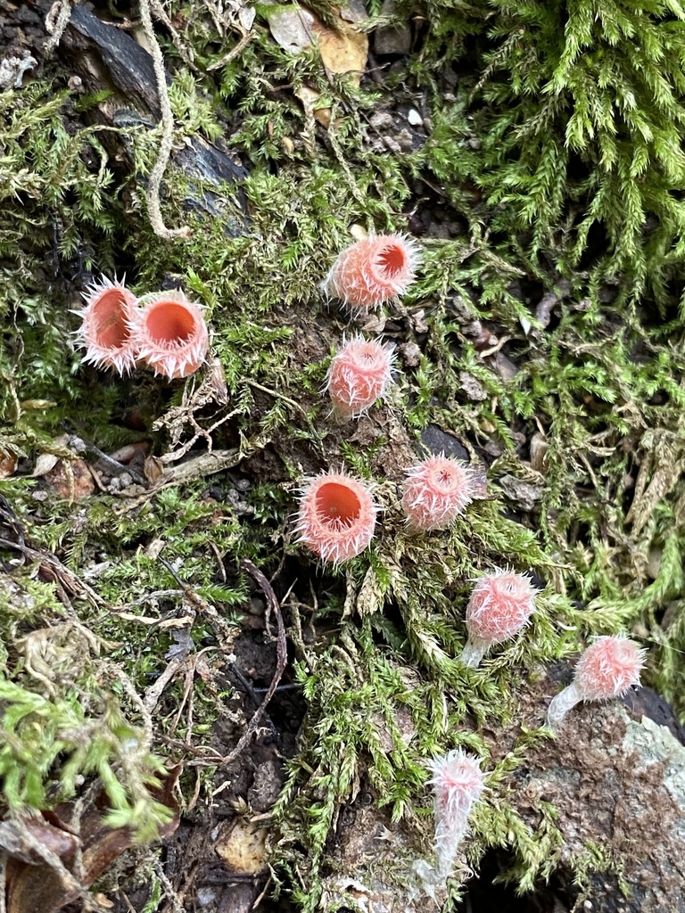 Pink Fringed Faery Cup in July 2023 by jim. Awesome. · iNaturalist