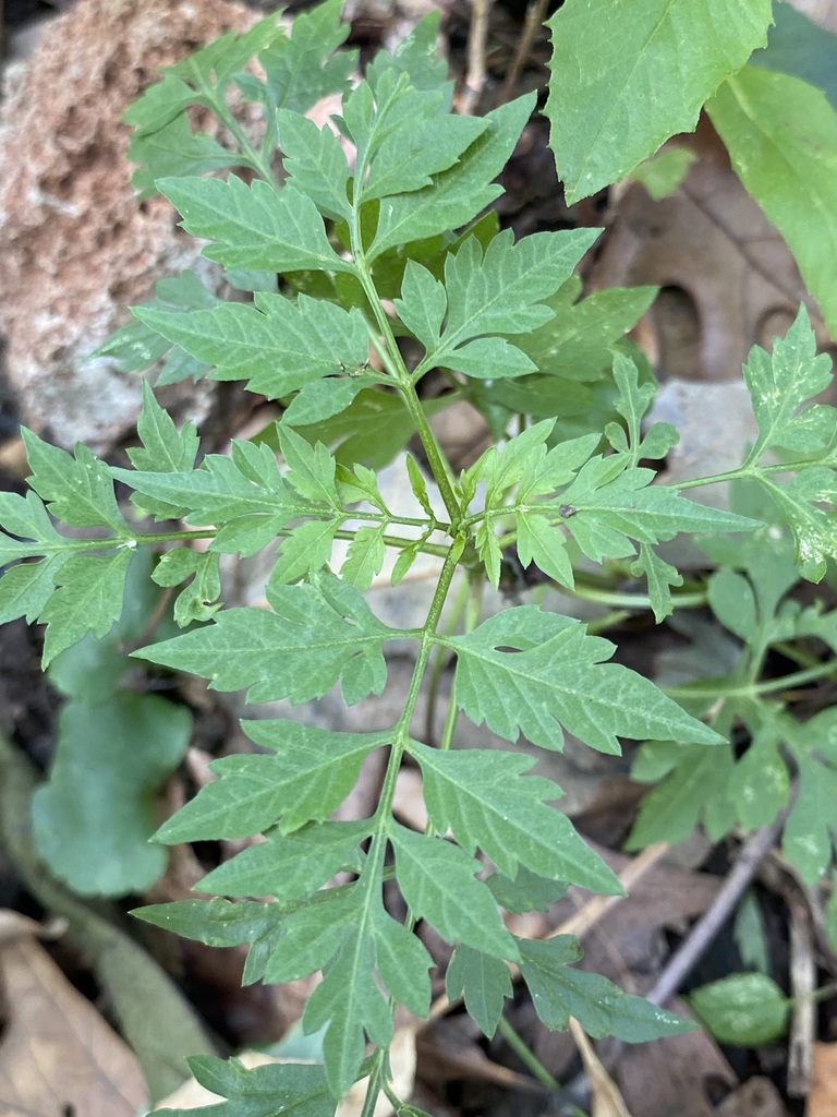 Spanish needles in July 2023 by jim · iNaturalist