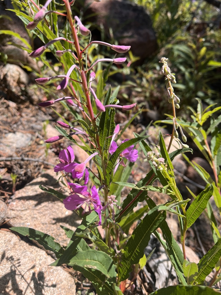 fireweed from Rocky Mountain National Park, Estes Park, CO, US on July ...