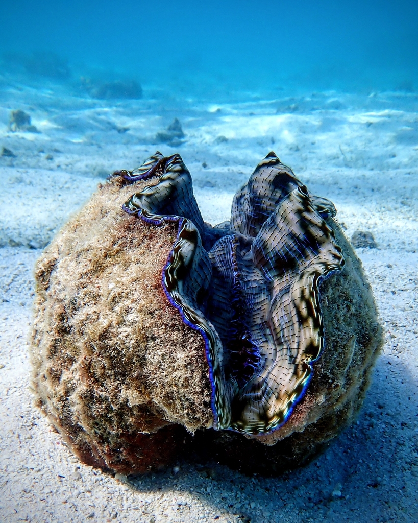 Smooth Giant Clam in July 2023 by Joel Knight · iNaturalist