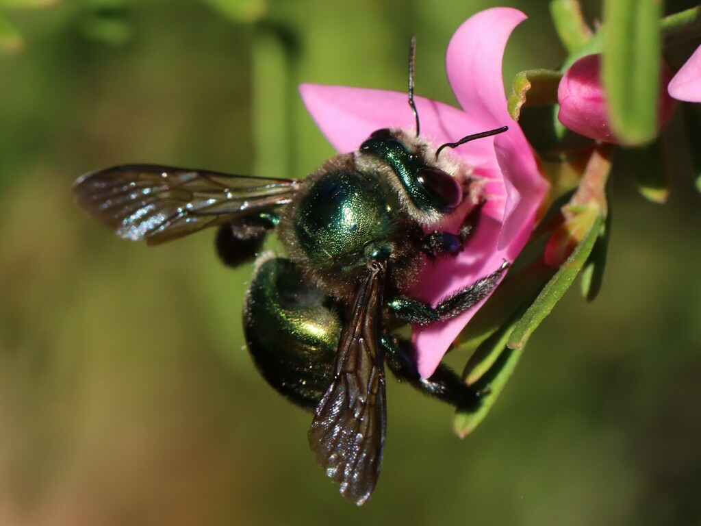 Golden-green Carpenter Bee from Sydney NSW, Australia on May 6, 2023 at ...