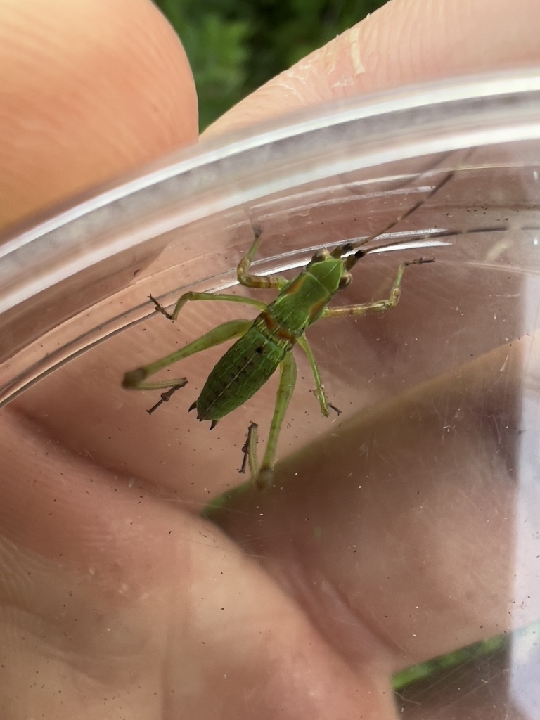 Scudder's Bush Katydids in July 2023 by Brady O'Brien · iNaturalist
