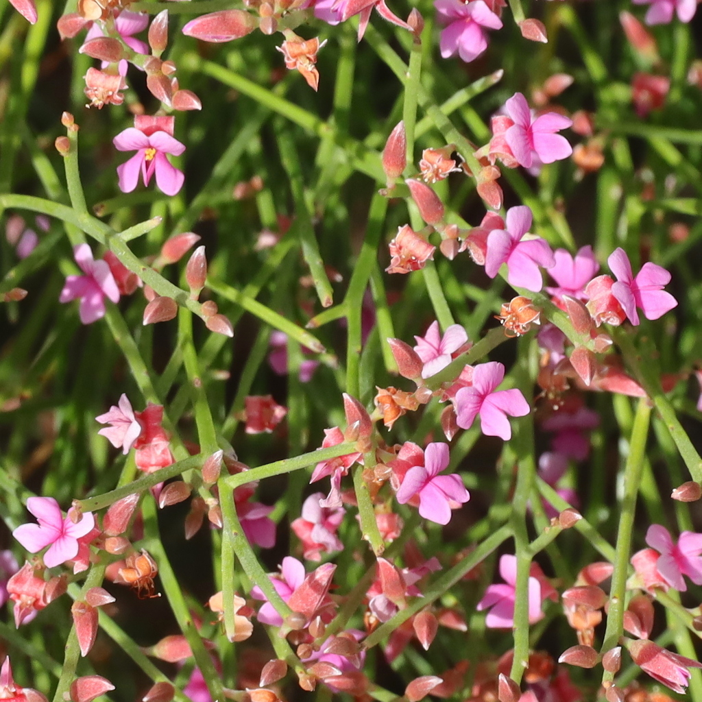 Jacksonia thesioides from Hope Vale QLD 4895, Australia on June 27 ...