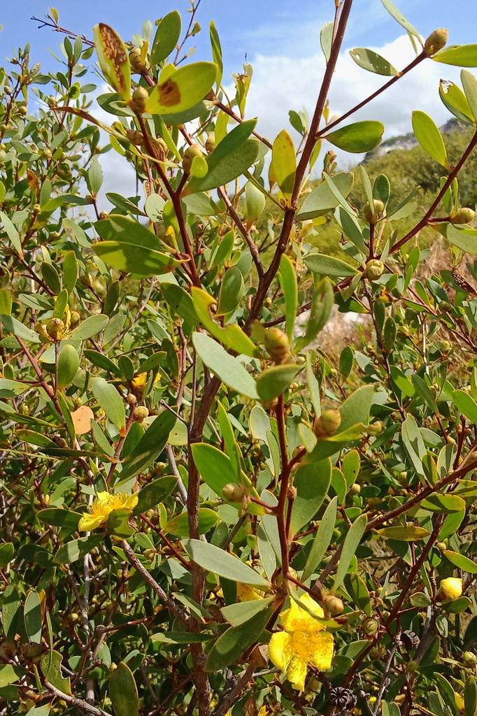 Neofabricia myrtifolia from Hope Vale QLD 4895, Australia on June 27 ...