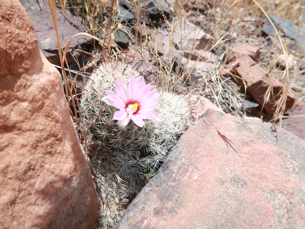 Common Fishhook Cactus from Coconino County, AZ, USA on June 12, 2023 ...