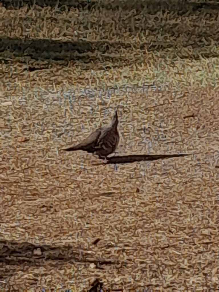 Crested Pigeon from Stuart NT 0870, Australia on July 4, 2023 at 09:35 ...