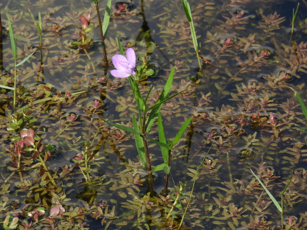 Everglades Water-willow from Miami-Dade County, Everglades National ...