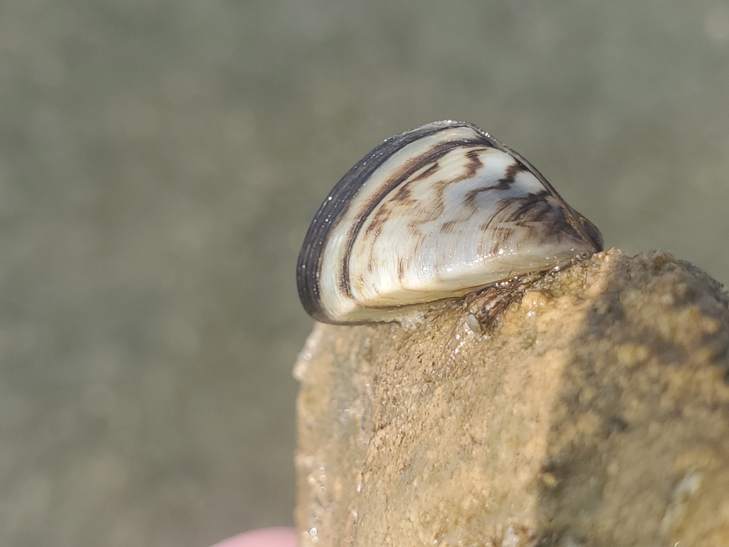 Zebra Mussel from Dane Prairie Township, MN, USA on July 1, 2023 at 04: ...