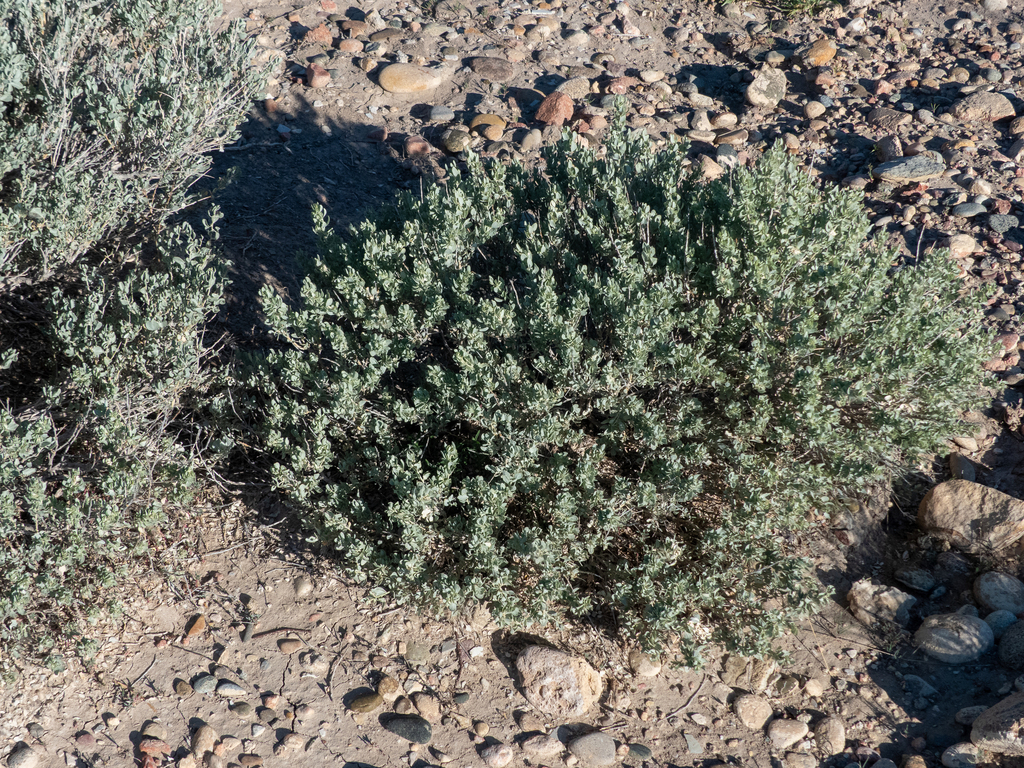 Shadscale Saltbush from Pueblo County, CO, USA on July 2, 2023 at 07:59 ...