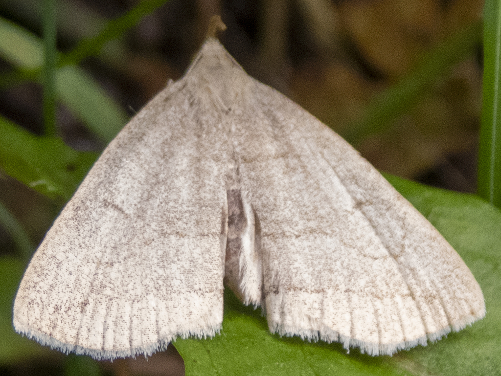 Fan-foot Moths from Shepard Settlement, Onondaga County, NY, USA on ...