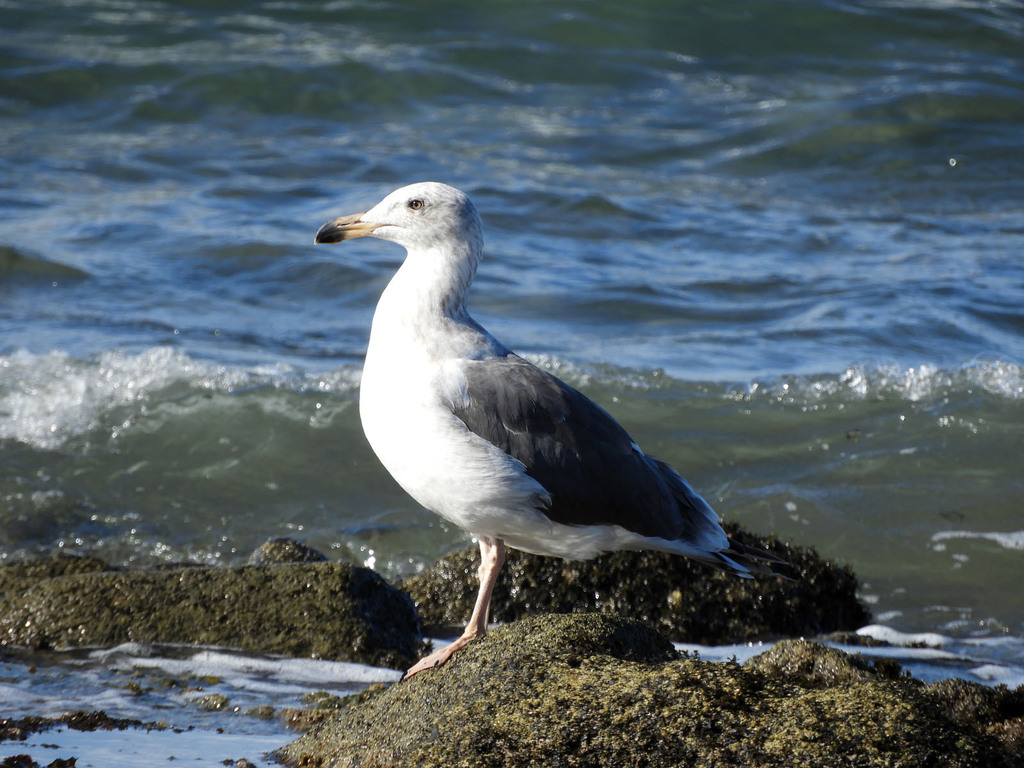Yellow-footed Gull from Puerto Peñasco, Sonora, Mexico on June 21, 2023 ...