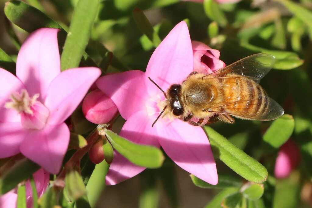 Western Honey Bee from Sydney NSW, Australia on May 6, 2023 at 02:14 PM ...