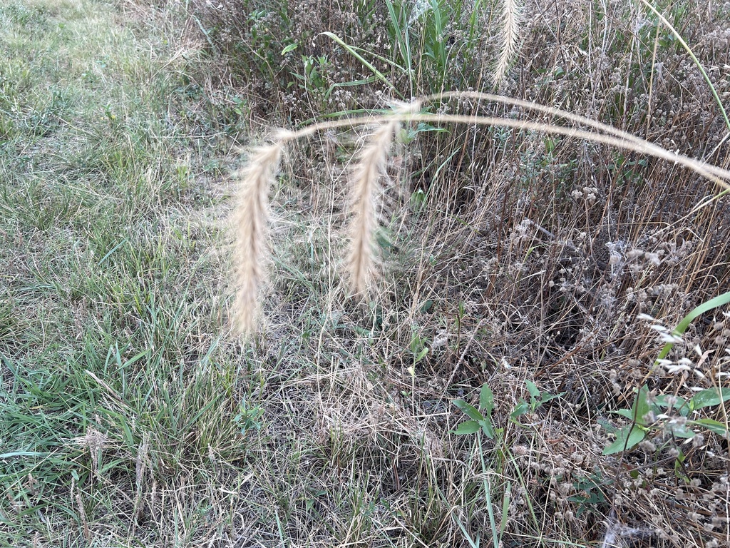 Wild Ryes and Wheatgrasses from Alto Ave, Carrollton, TX, US on July 3 ...