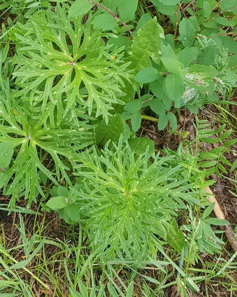 slenderleaf monkshood from Bayanzurkh, Mongolia on July 1, 2023 at 08: ...