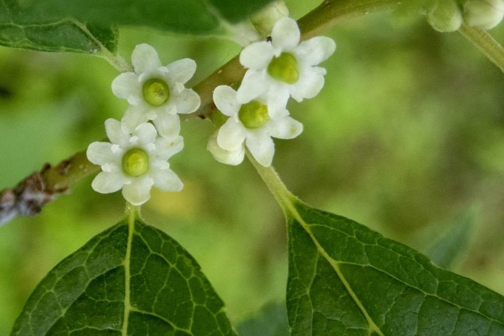 winterberry holly from Shepard Settlement, Onondaga County, NY, USA on ...