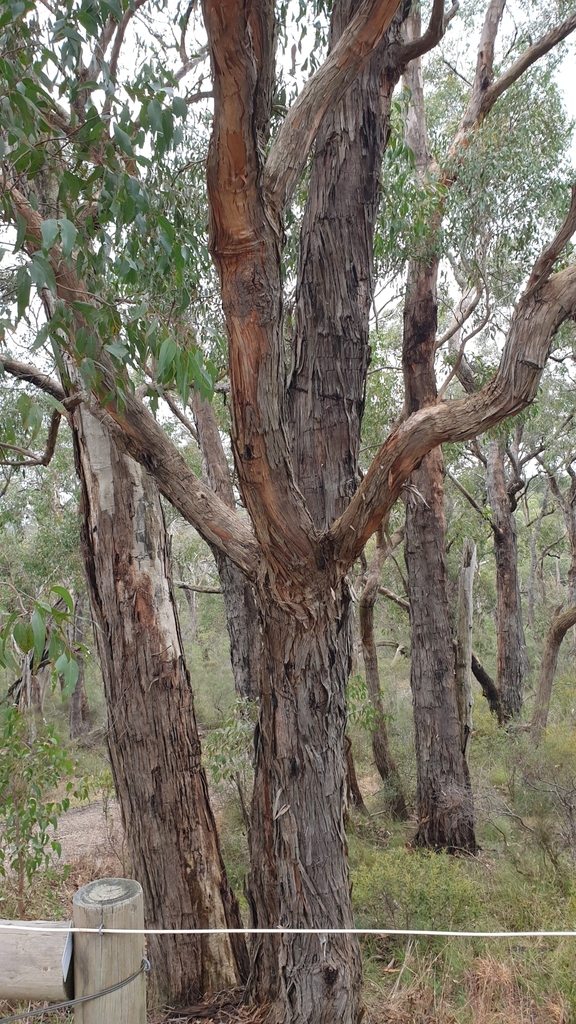Brown-top Stringybark from Bridgewater SA 5155, Australia on July 3 ...