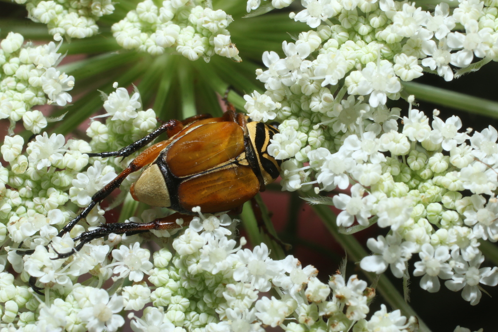 Delta Flower Scarab from Aldi, California, MD, USA on July 2, 2023 at ...