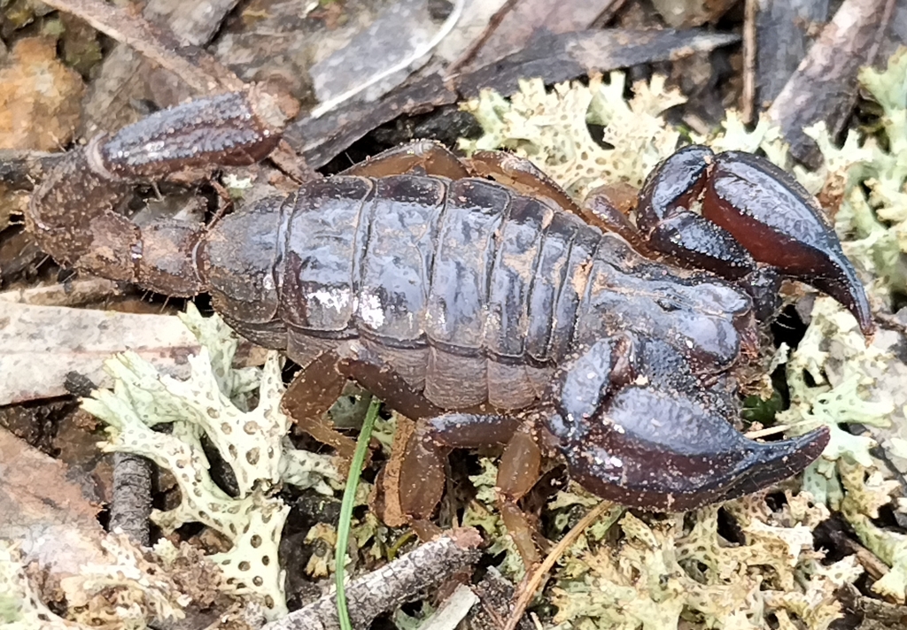 black rock scorpion from Kingower VIC 3517, Australia on June 30, 2023 ...