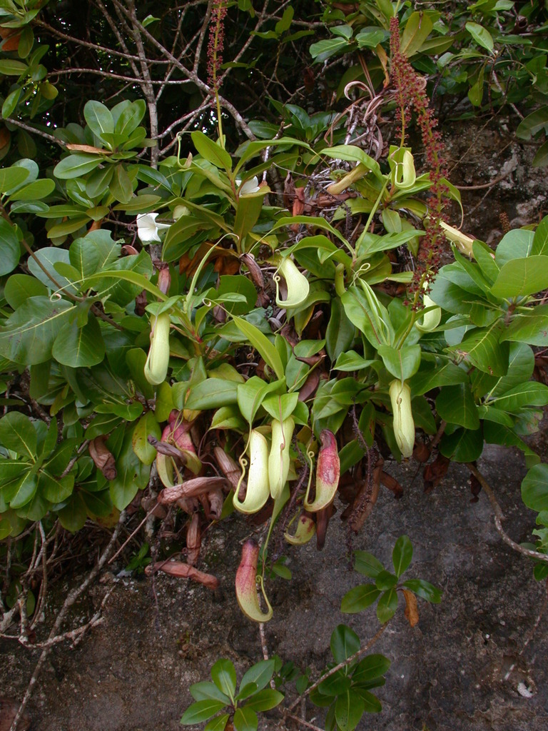 Common Swamp Pitcher-Plant in September 2004 by lecanorchis · iNaturalist