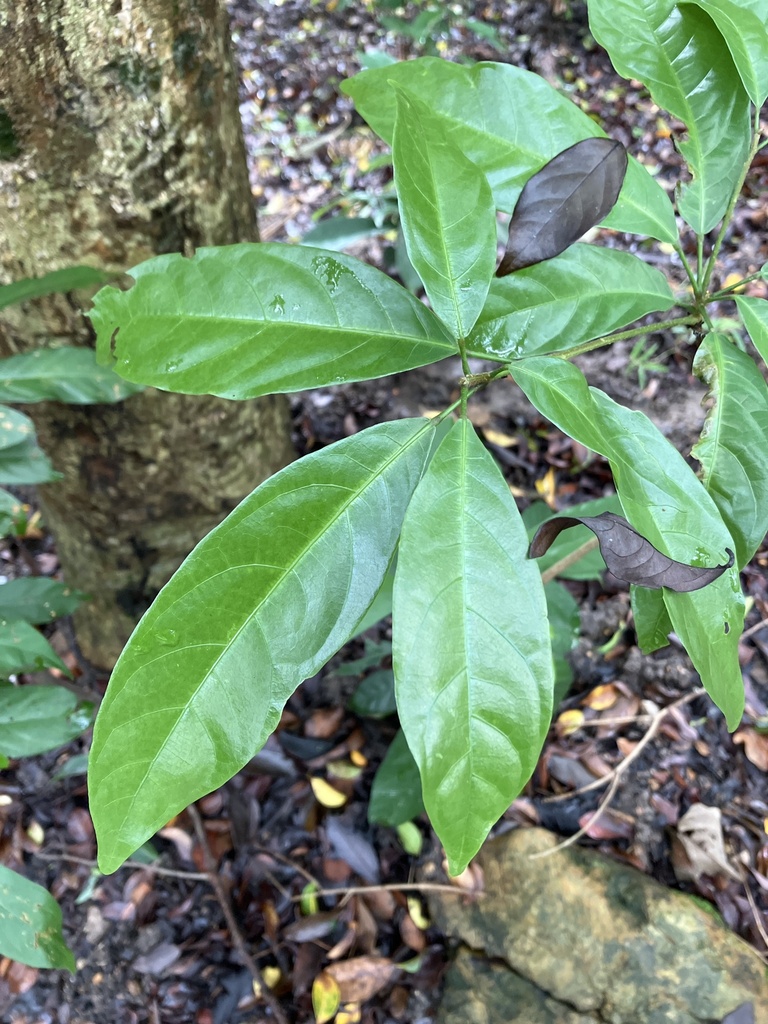 Chinese Sweetspire from 香港島, 香港仔, 香港, HK on July 4, 2023 at 09:33 AM by ...