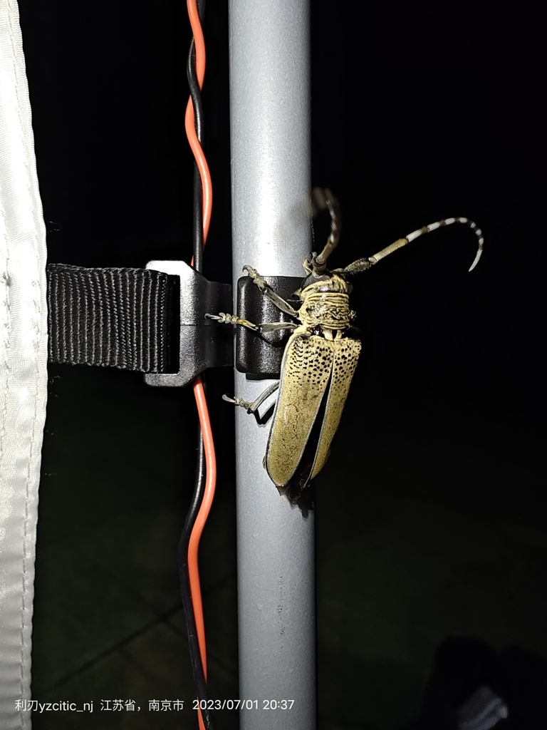 Apriona rugicollis from Nanjing, CN-JS, CN on July 1, 2023 at 08:37 PM ...