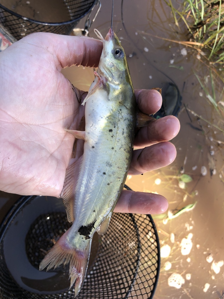 Channel Catfish from Lueders, TX, US on July 3, 2023 at 09:14 AM by ...
