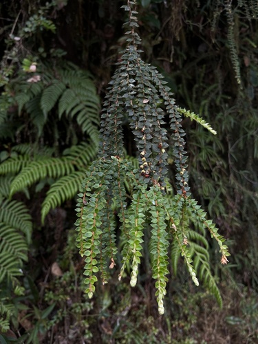 Disterigma acuminatum · iNaturalist
